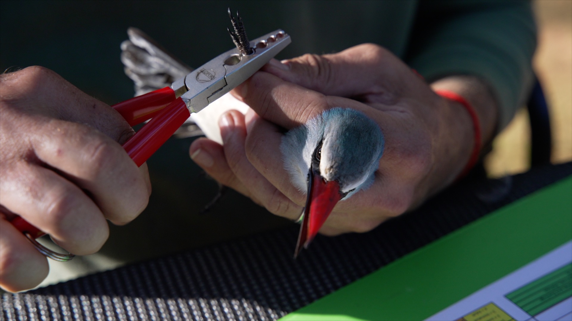 Ringing birds in the Waterberg – Waterberg Conservation